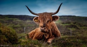 Scottish Dialect: An Author’s Guide to Highland Dialogue – Aaron Mullins